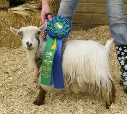 MSFGA Master Champions Page 1