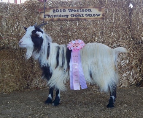 MSFGA Master Champions Page 1