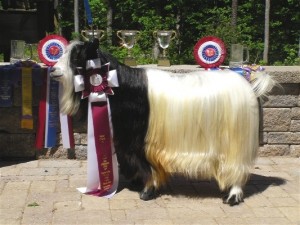 MSFGA Master Champions Page 1