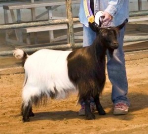 MSFGA Master Champions Page 1