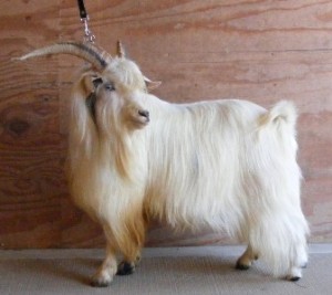 MSFGA Master Champions Page 1