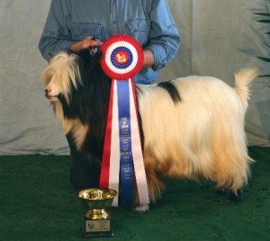 MSFGA Master Champions Page 1