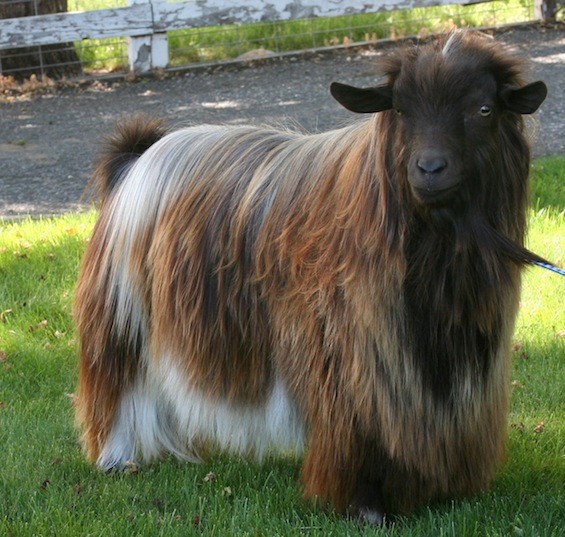 2012 Oregon Mini Silky Fainting Goat Shows
