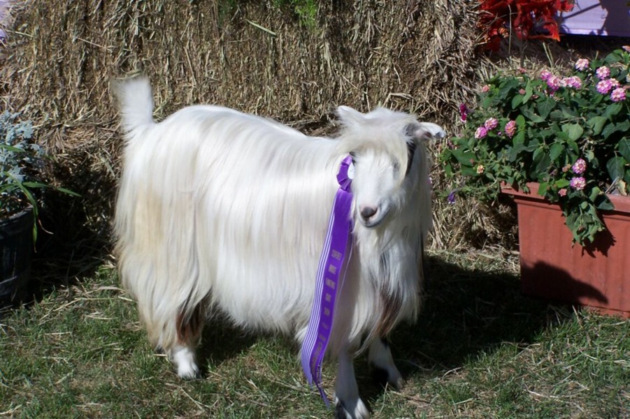 MSFGA Master Champions Page 2