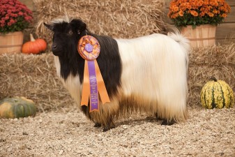 MSFGA Master Champions Page 2