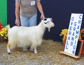 MSFGA Master Champions Page 3