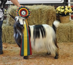 MSFGA Master Champions Page 3